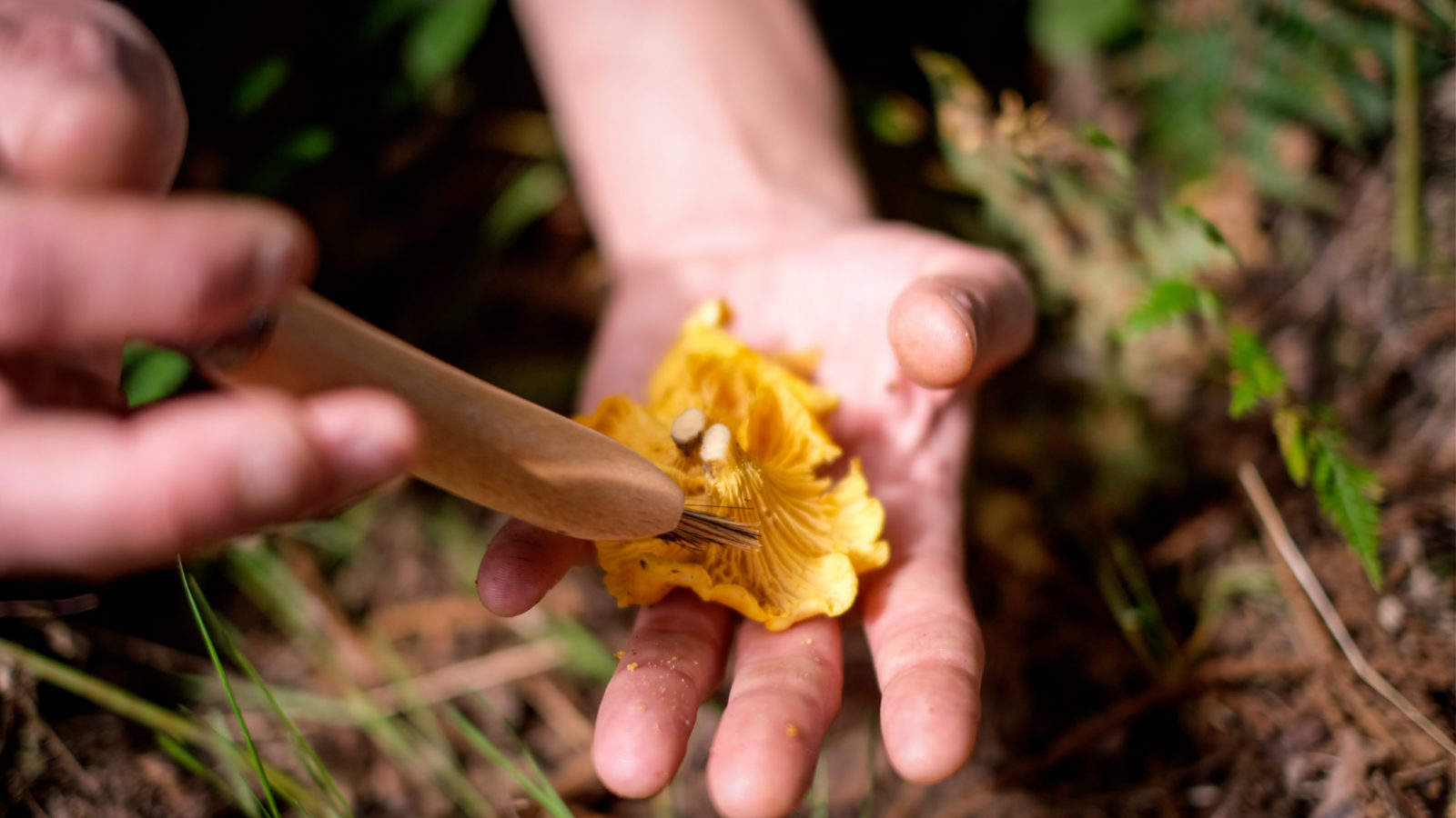 Summer Solstice Foraging Picnic Party - Cowdray Estate, Sussex